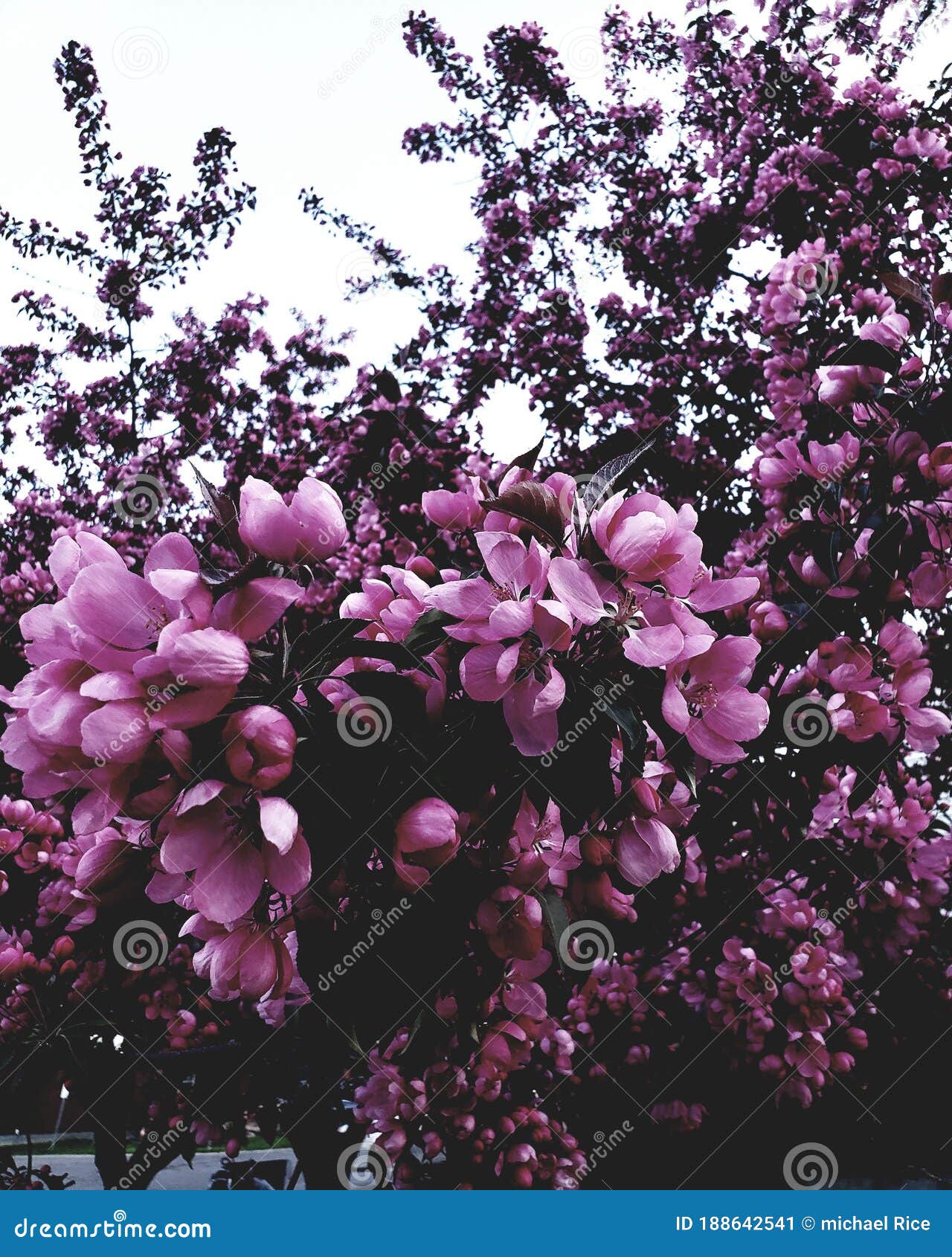 Retro cherry blossom stock image. Image of wildflower - 188642541