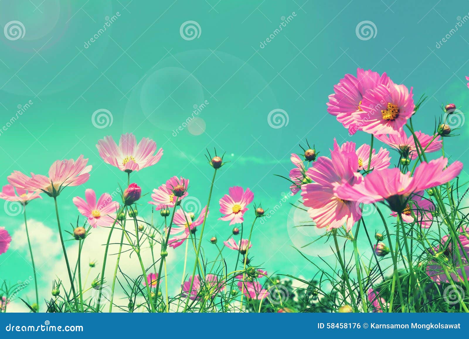 Retro Cosmos Flower Fields Background Stock Photo - Image of flare ...