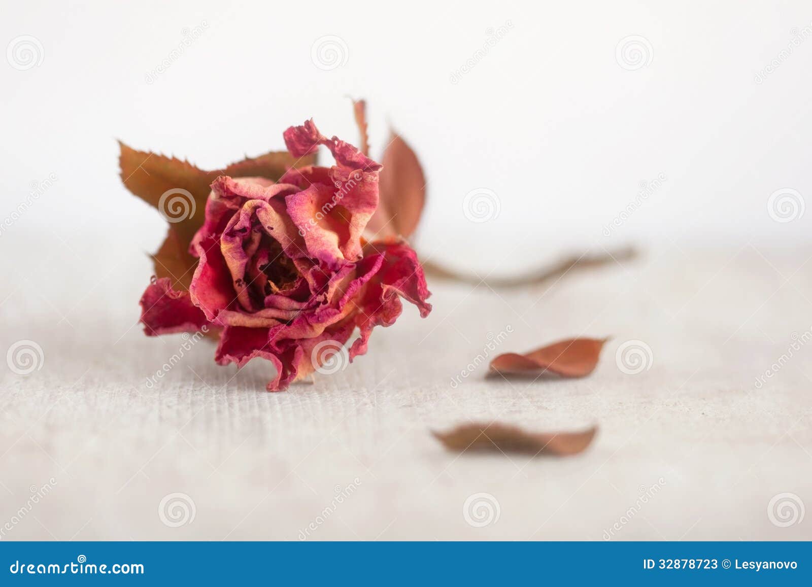 Retro dead red rose stock image. Image of recollection - 32878723