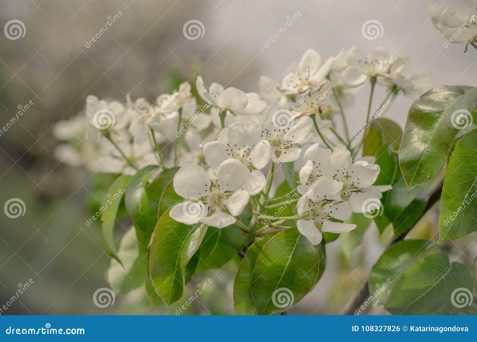 Retro Effect in Spring Matte Concept Stock Photo - Image of effect ...