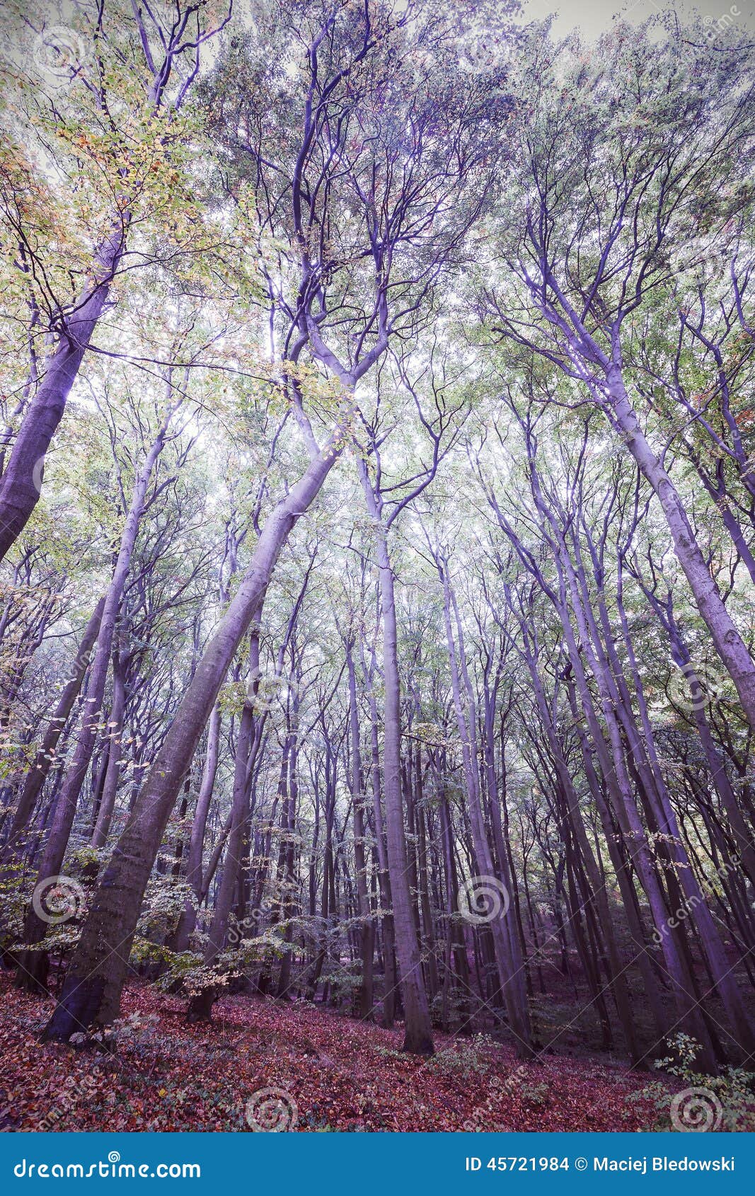 Retro Filtered Picture of a Forest Stock Photo - Image of outdoor ...