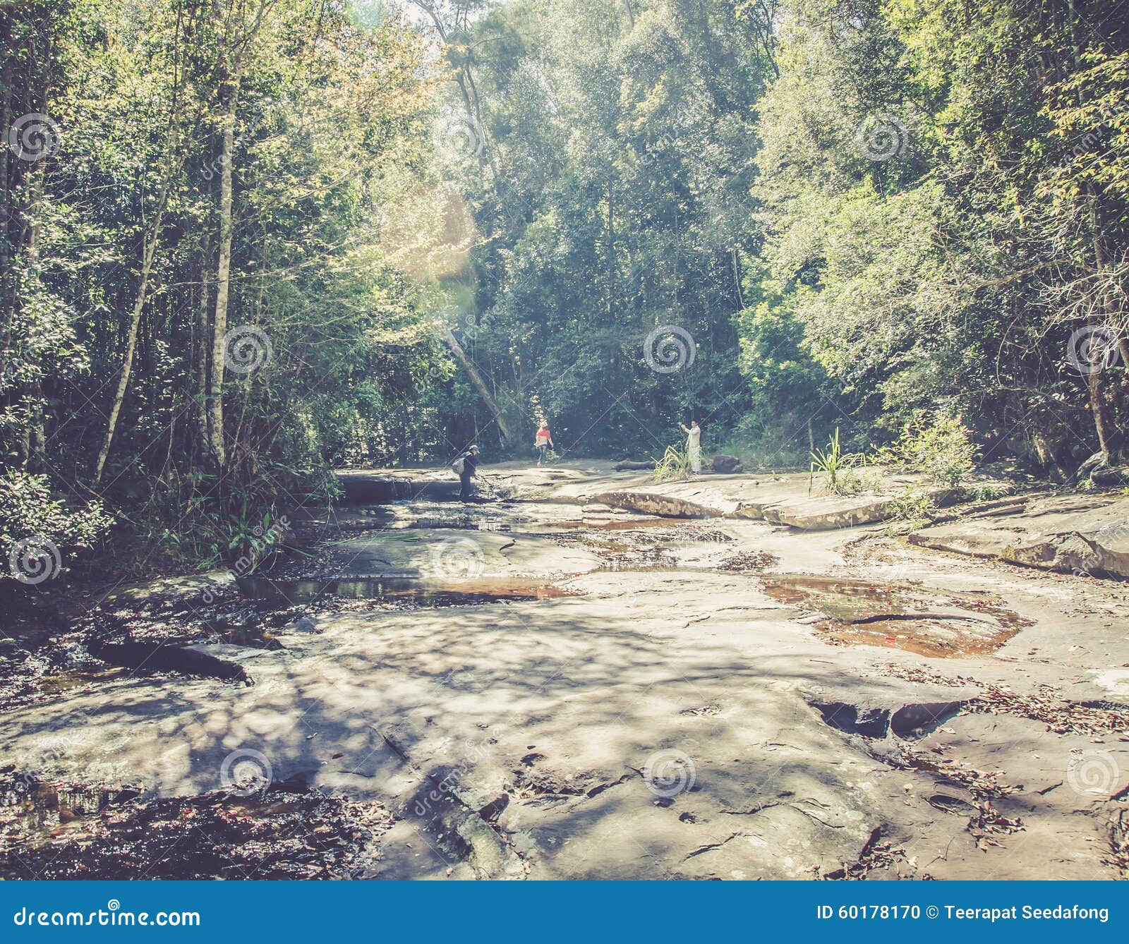 Retro forest stock photo. Image of grass, horizon, meadow - 60178170