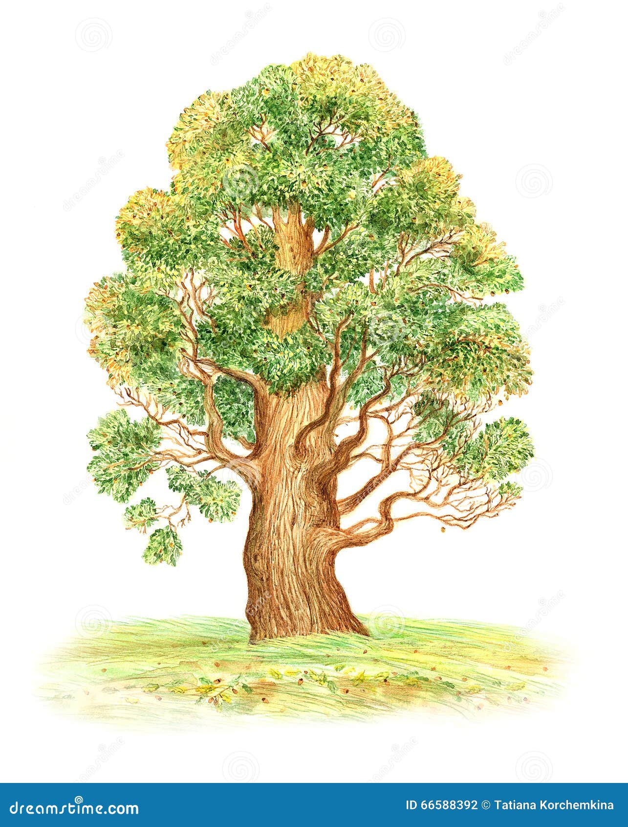 Eiche Stock Illustrationen, Vektors, & Klipart – (66,150 Stock ...