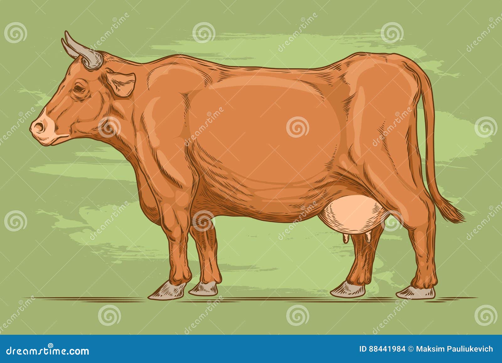 Retro Illustration of a Cow. Stock Illustration - Illustration of ...