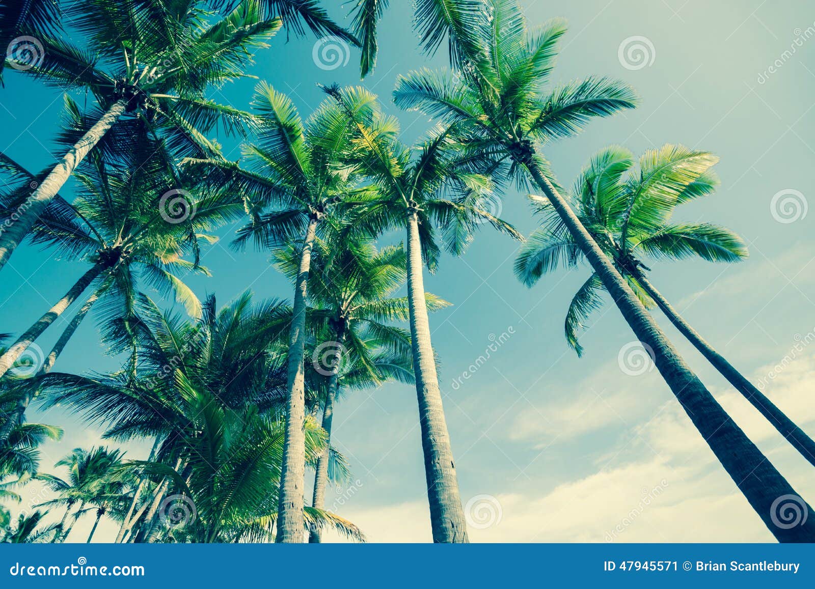 Trees Getting Faded Stock Photos - Free & Royalty-Free Stock Photos ...