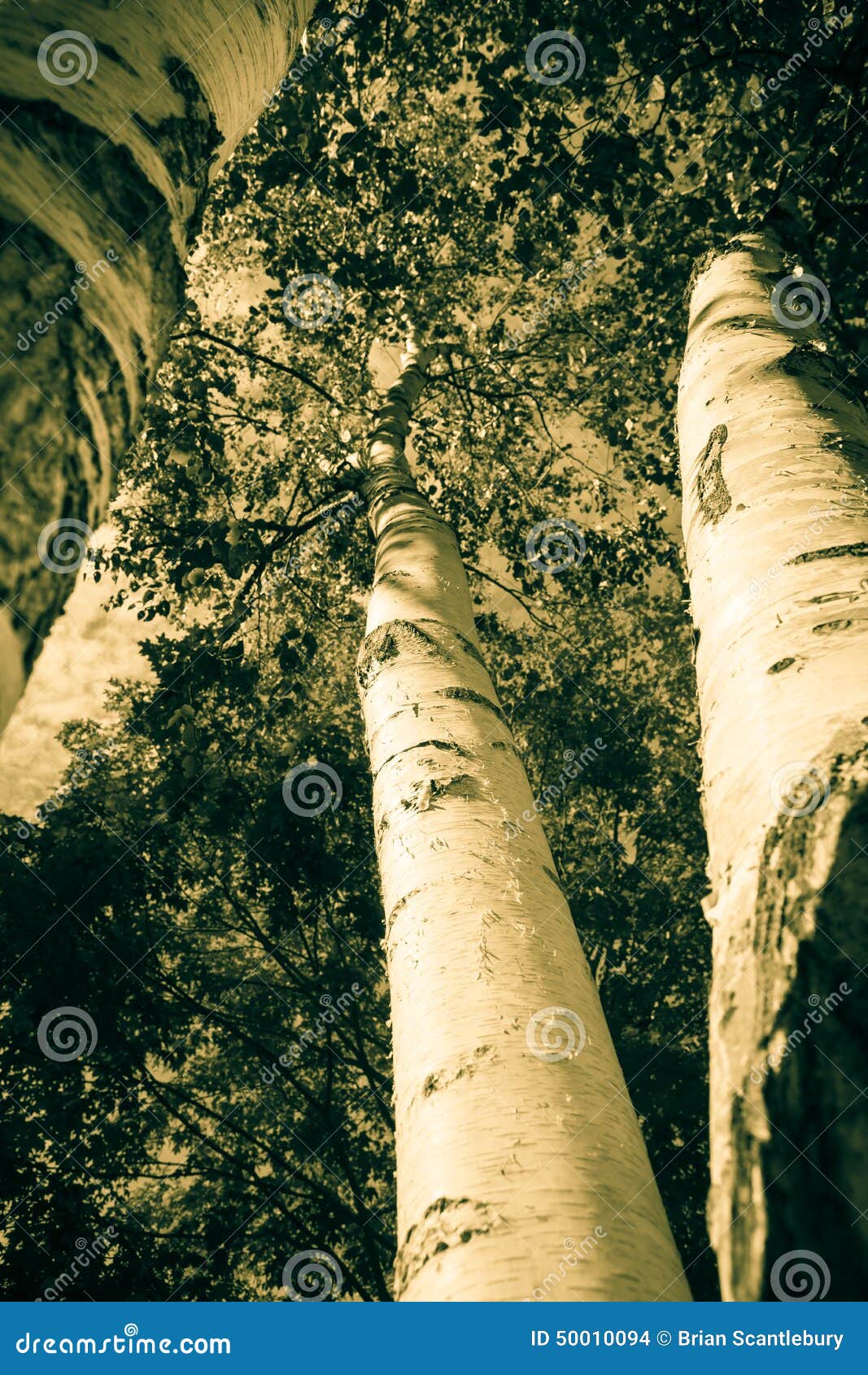 Retro image, trees. stock photo. Image of colors, grunge - 50010094