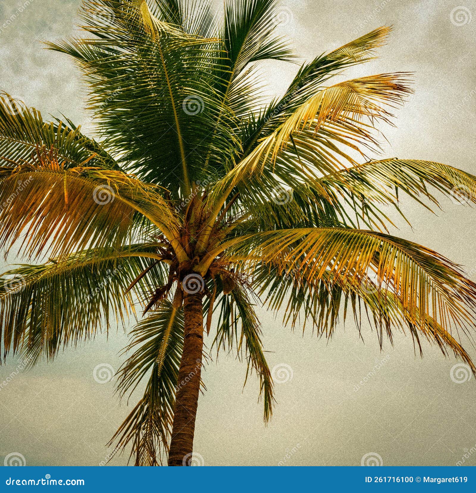 Retro Palm Tree on the Sky. Stock Photo - Image of landscape, blue ...