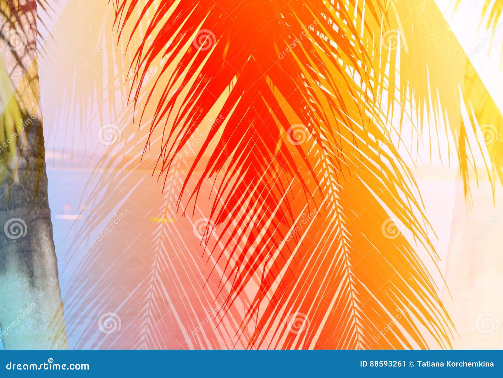 Retro photo of palm trees stock image. Image of nature - 88593261
