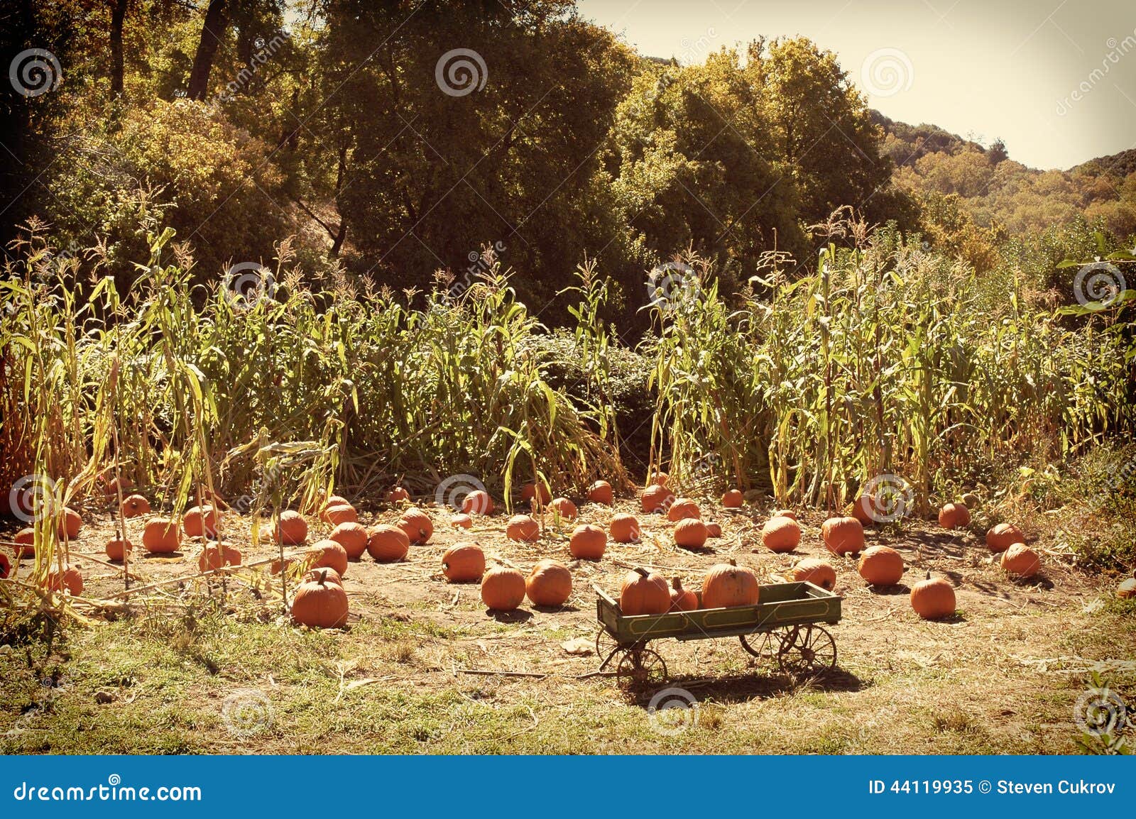 Retro Pumpkin Patch stock image. Image of vignette, patch - 44119935