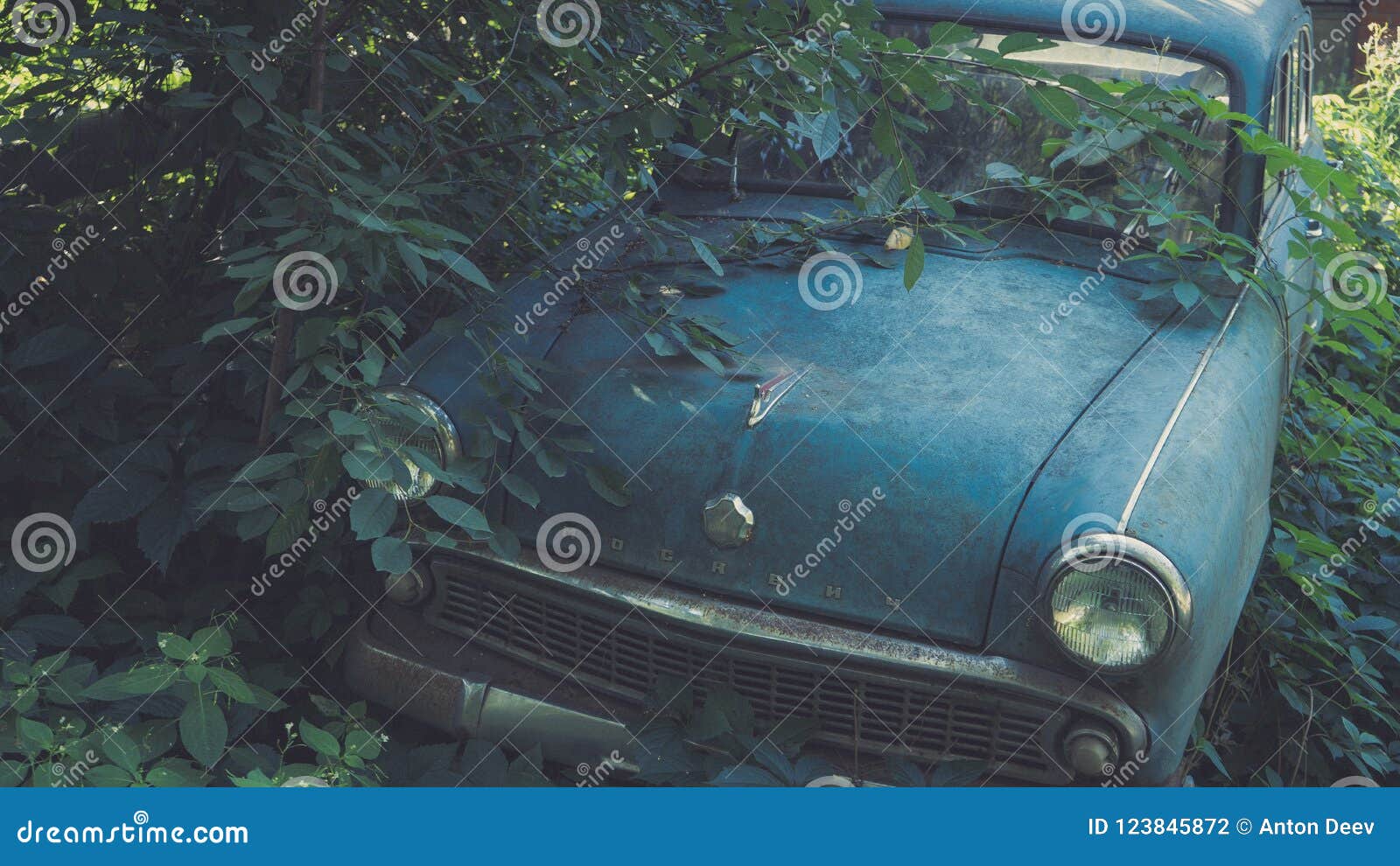 Retro Soviet Blue Car Overgrown with Grass. Classic Car Rusting in a ...