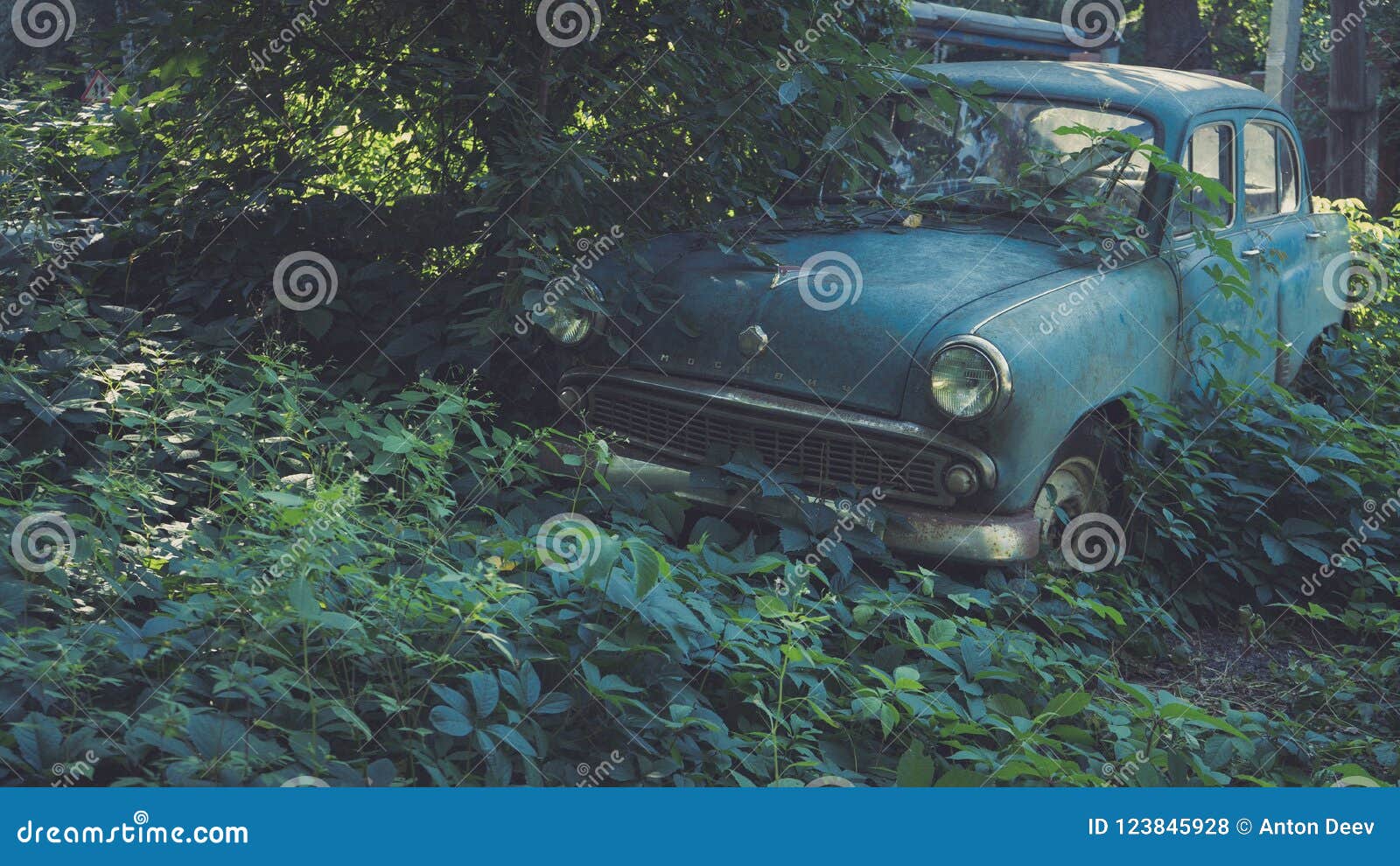 Retro Soviet Blue Car Overgrown with Grass. Classic Car Rusting in a ...