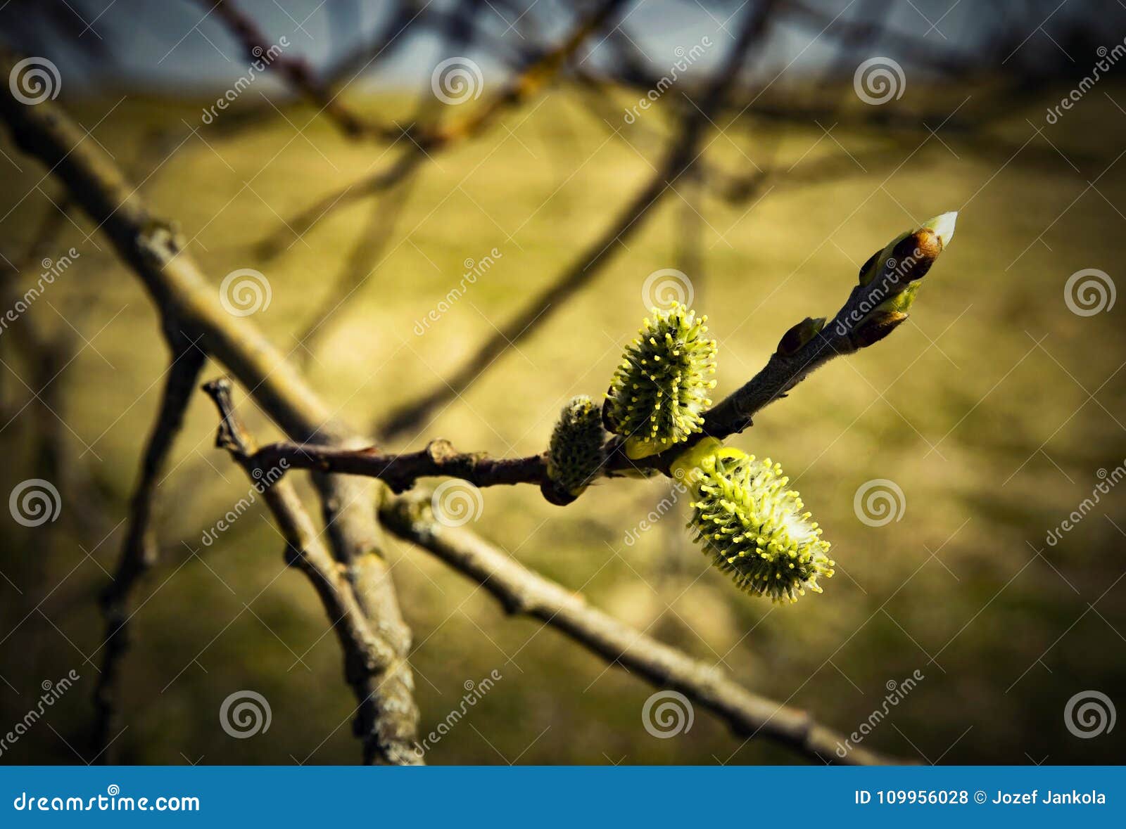 Retro Spring Background Willow Blossom Stock Photo - Image of head ...