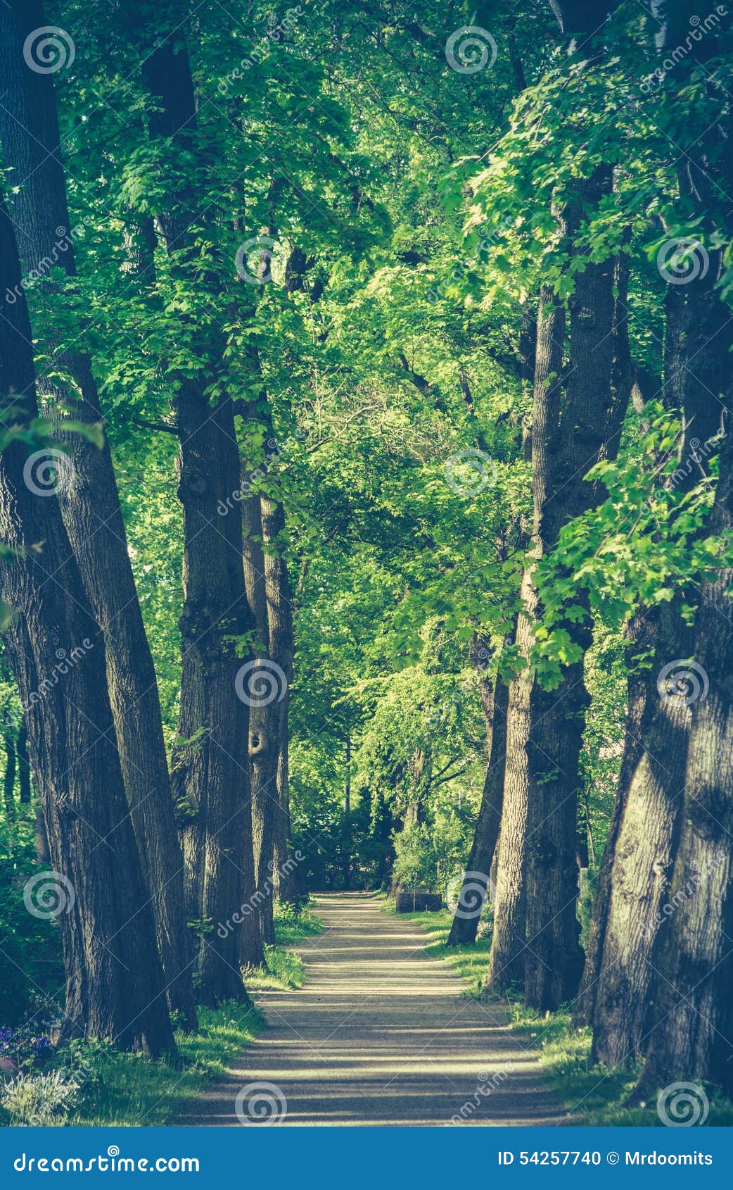 Retro Style Forest Path stock photo. Image of dreamy - 54257740