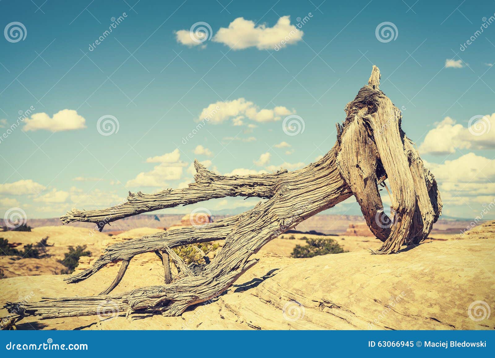 Retro Toned Dead Tree, Climate Change Concept Picture Stock Image ...