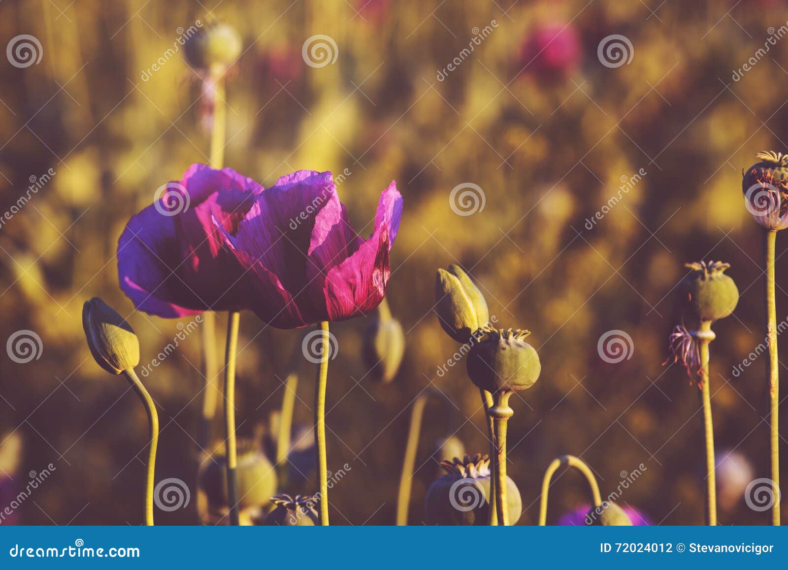 Retro Toned Opium Poppy Flower Field Stock Photo - Image of outdoors ...