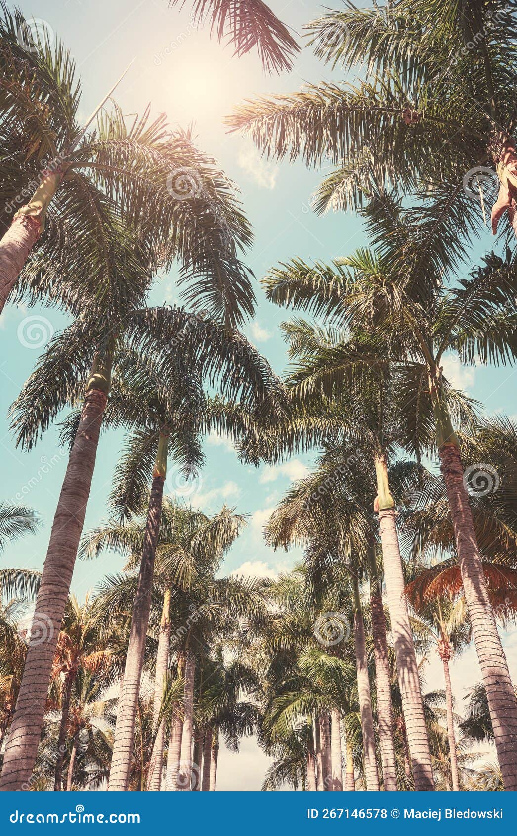 Retro Toned Picture of Palm Trees Stock Photo - Image of idyllic ...