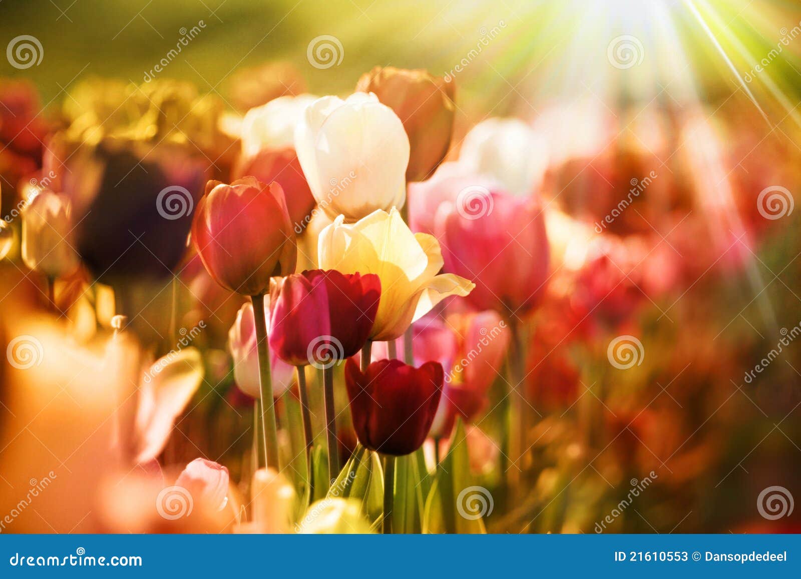 Retro tulips in sunlight stock image. Image of springtime - 21610553