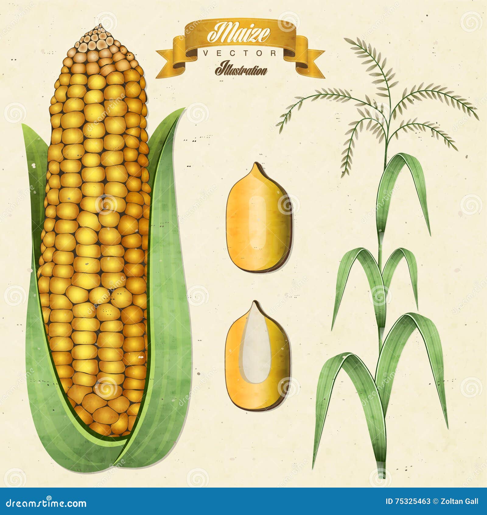 Maize 3D Illustration Isolated On Gray Background. Glass Design ...