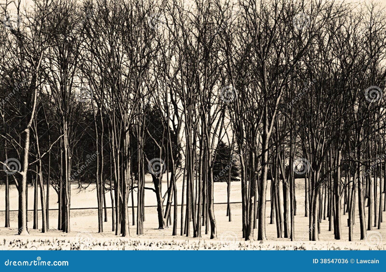 Retro Wooded Scene stock photo. Image of seasonal, outdoor - 38547036