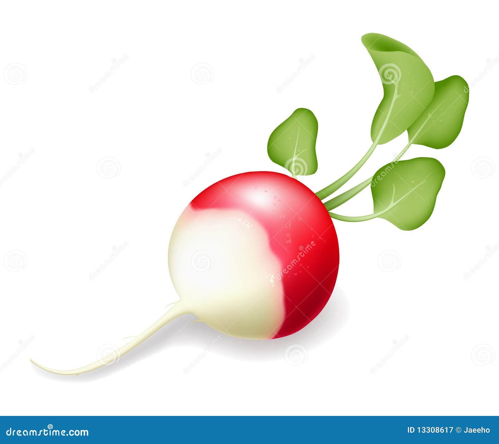 Rettich vektor abbildung. Illustration von blatt, abbildung - 13308617