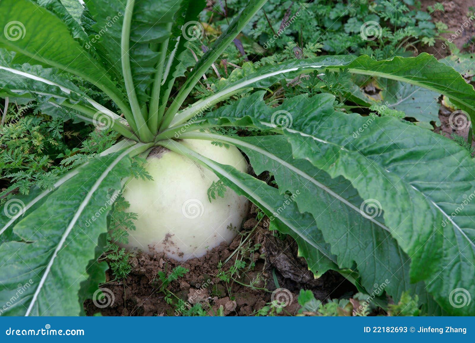 Rettich stockbild. Bild von frisch, ungesalzen, rettich - 22182693