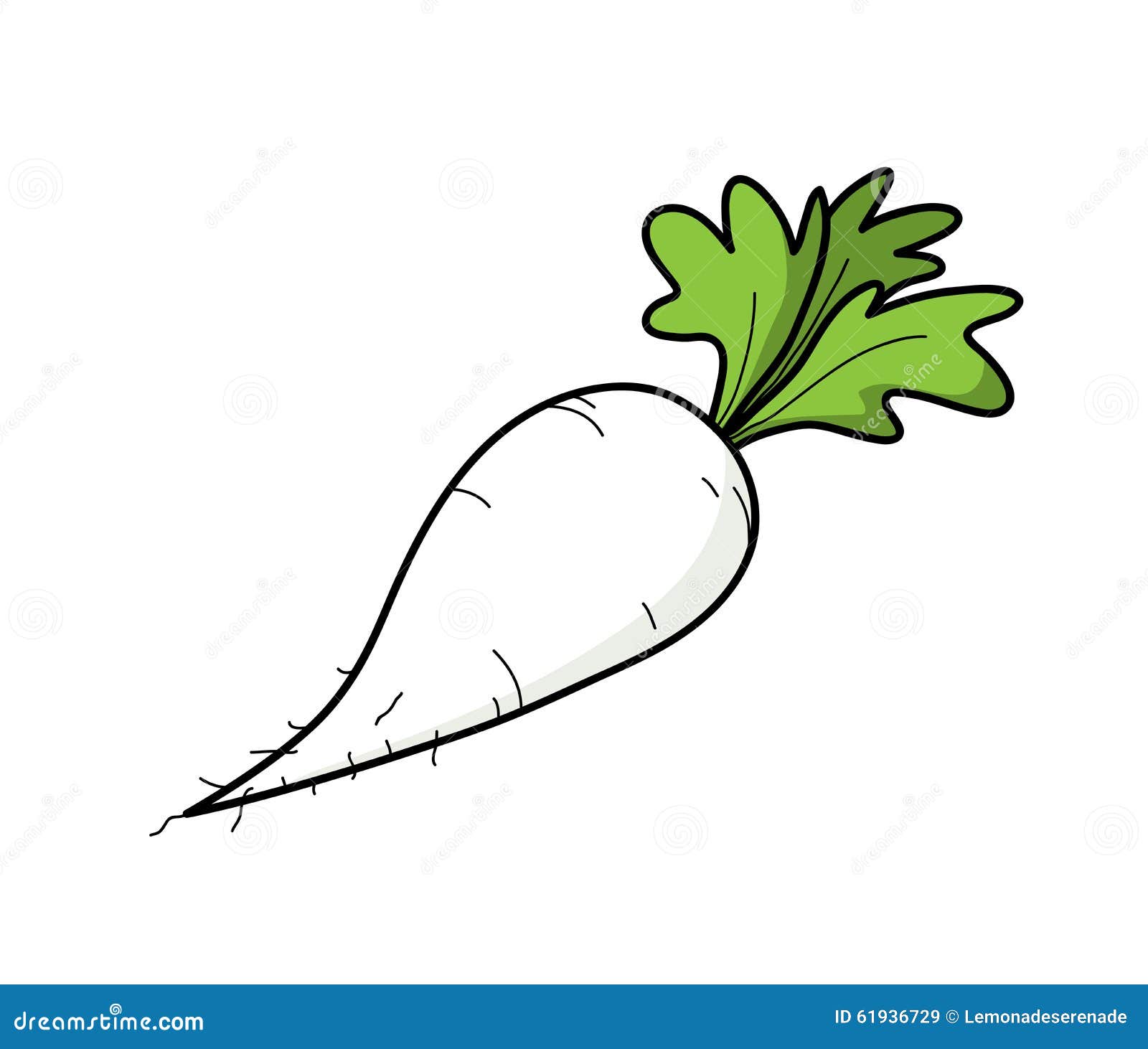 Rettich vektor abbildung. Illustration von gesund, hintergrund - 61936729