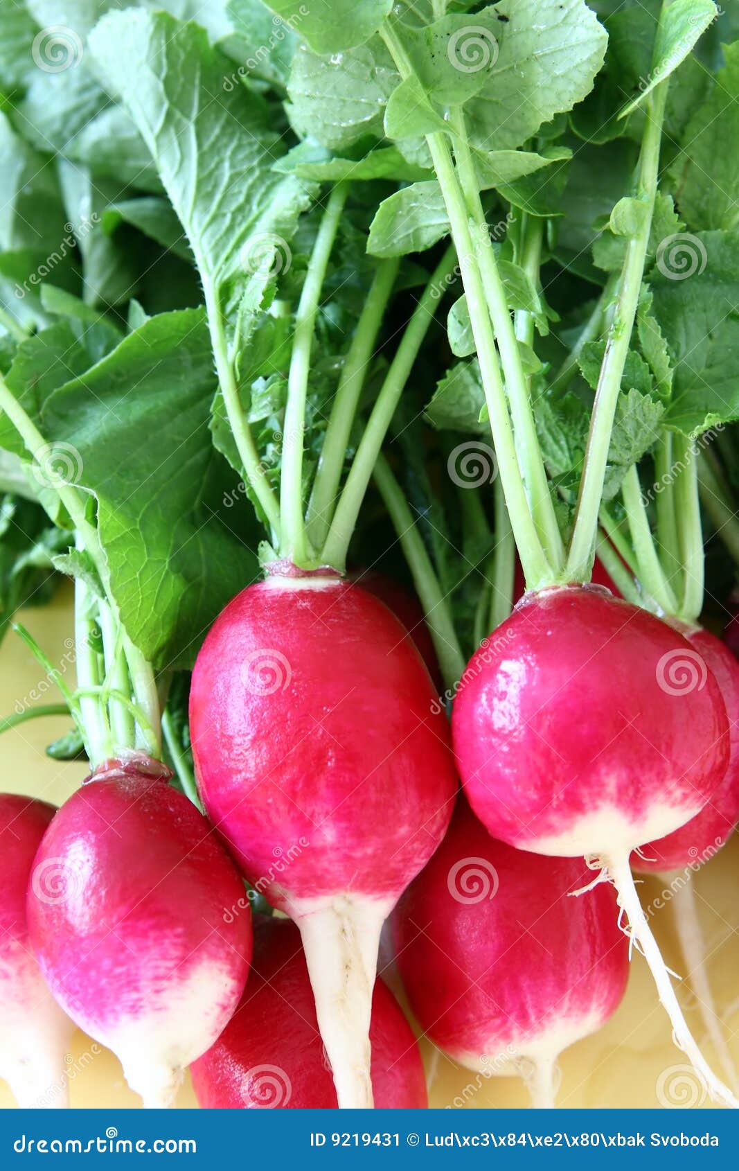 Rettich stockbild. Bild von oberseiten, ernte, essen, ernährung - 9219431