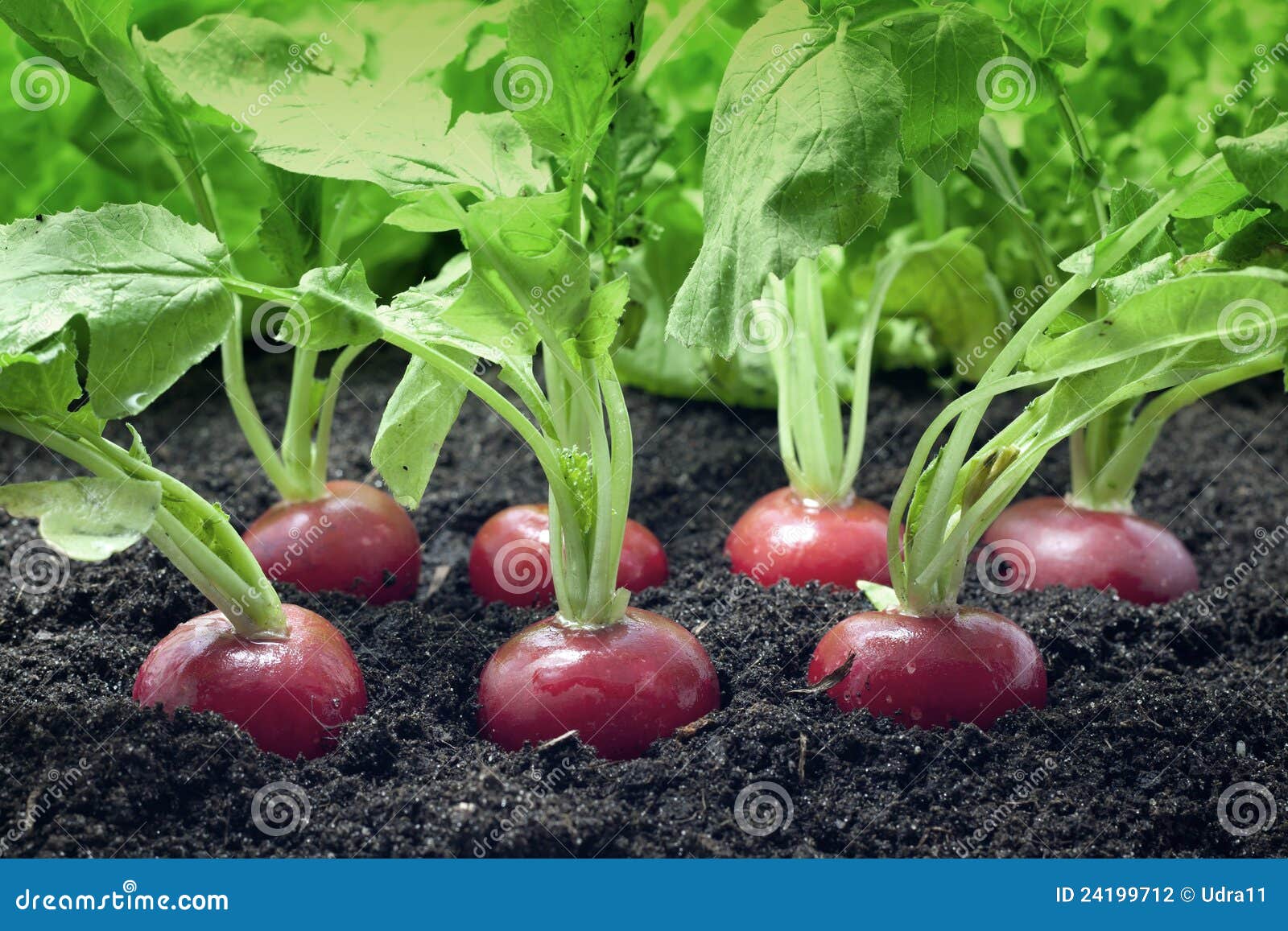 Rettich, Der Im Garten Wächst Stockfoto - Bild von grün, tropfen: 24199712