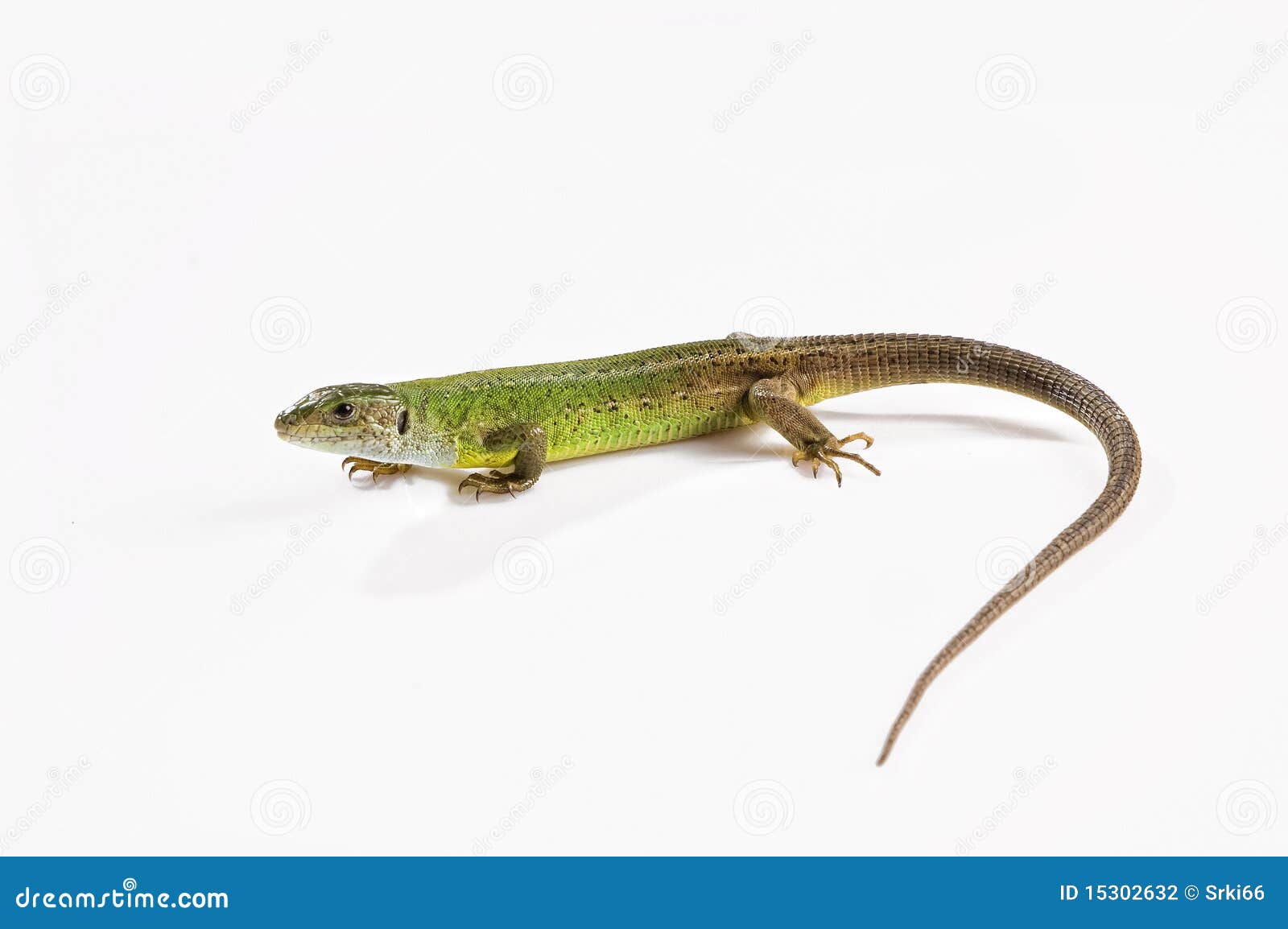 Rettile fotografia stock. Immagine di lucertola, verde - 15302632