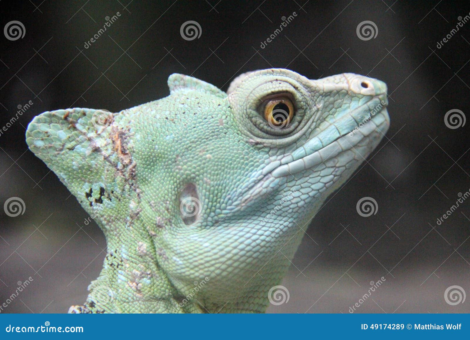 Rettile immagine stock. Immagine di video, testa, guardare - 49174289