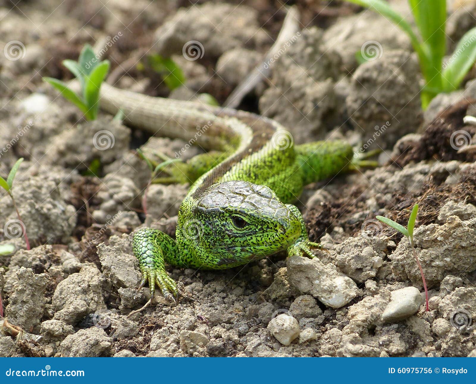Rettile, Bilineata Della Lacerta Al Sole Fotografia Stock - Immagine di ...