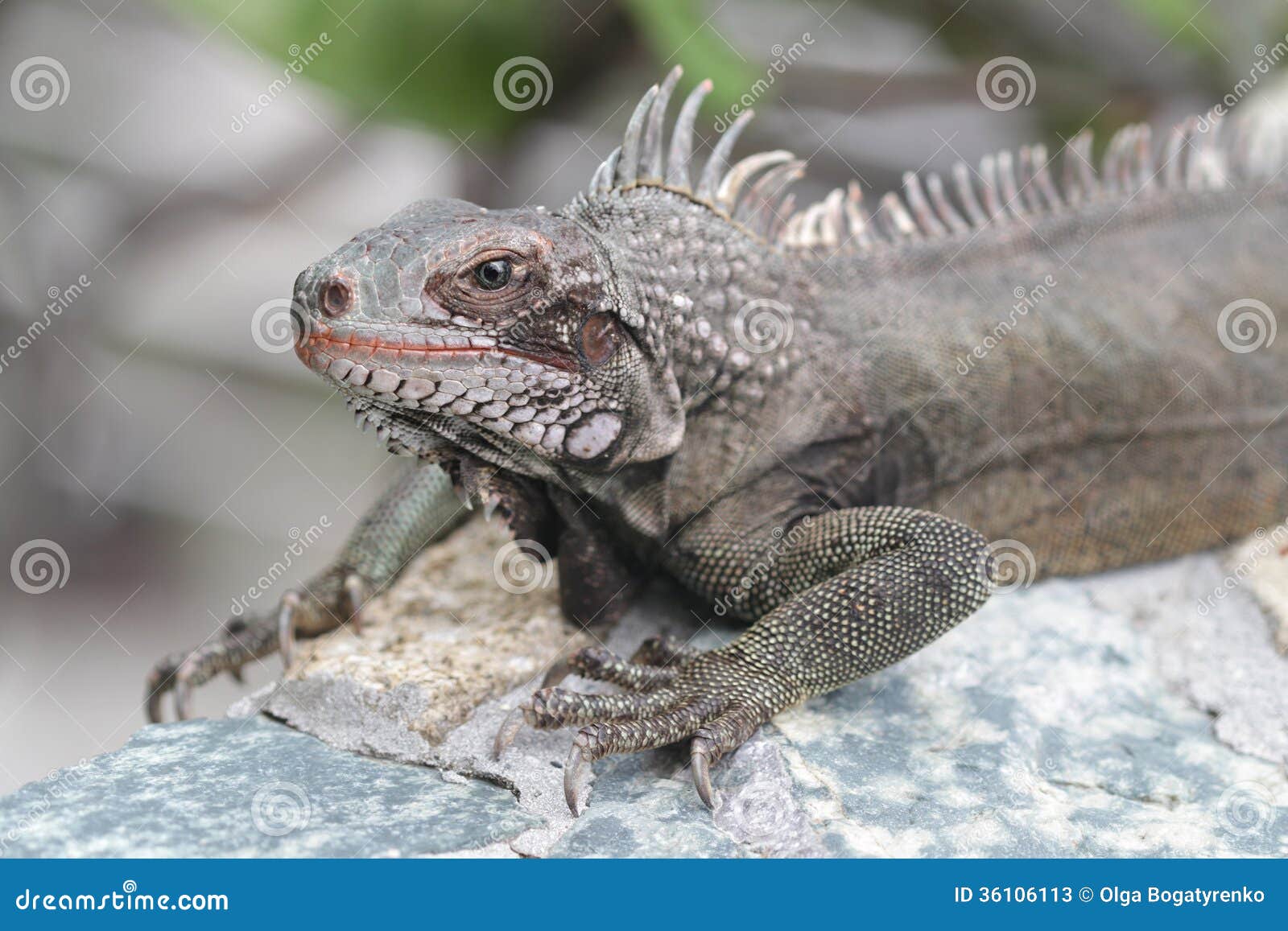 Rettile dell'iguana immagine stock. Immagine di tropici - 36106113