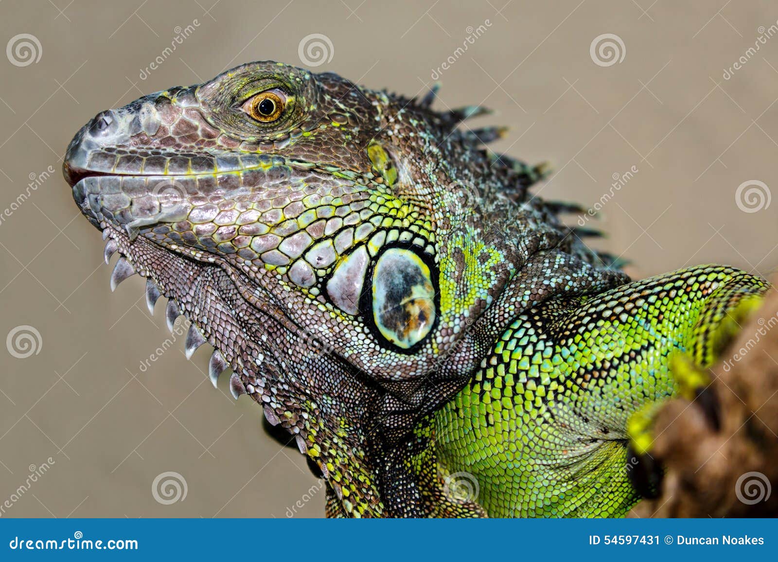 Rettile verde dell'iguana immagine stock. Immagine di tropicale - 54597431