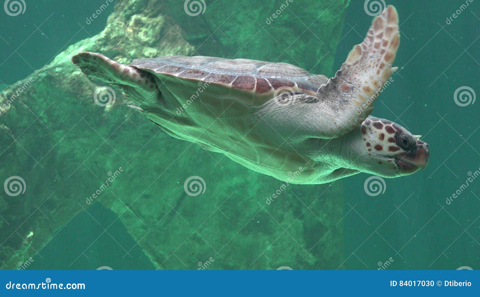 Rettili E Tartarughe Marine Fotografia Stock - Immagine di rettile ...