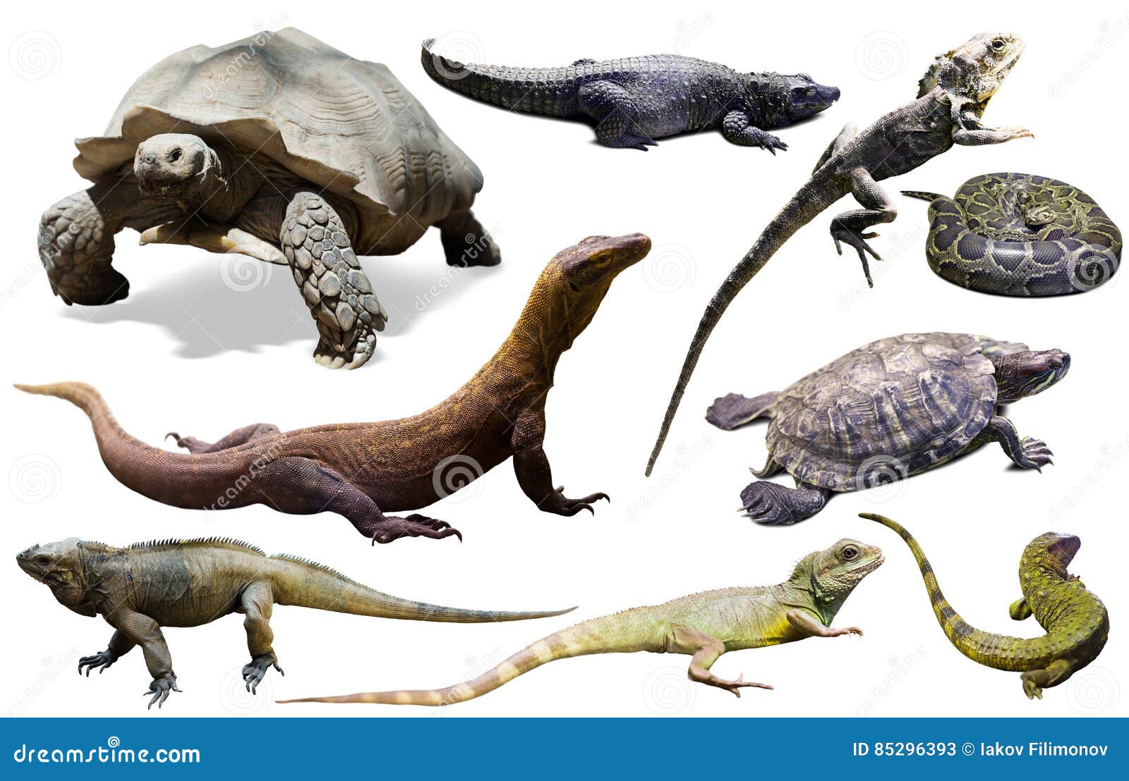Rettili isolati su bianco immagine stock. Immagine di nervature - 85296393