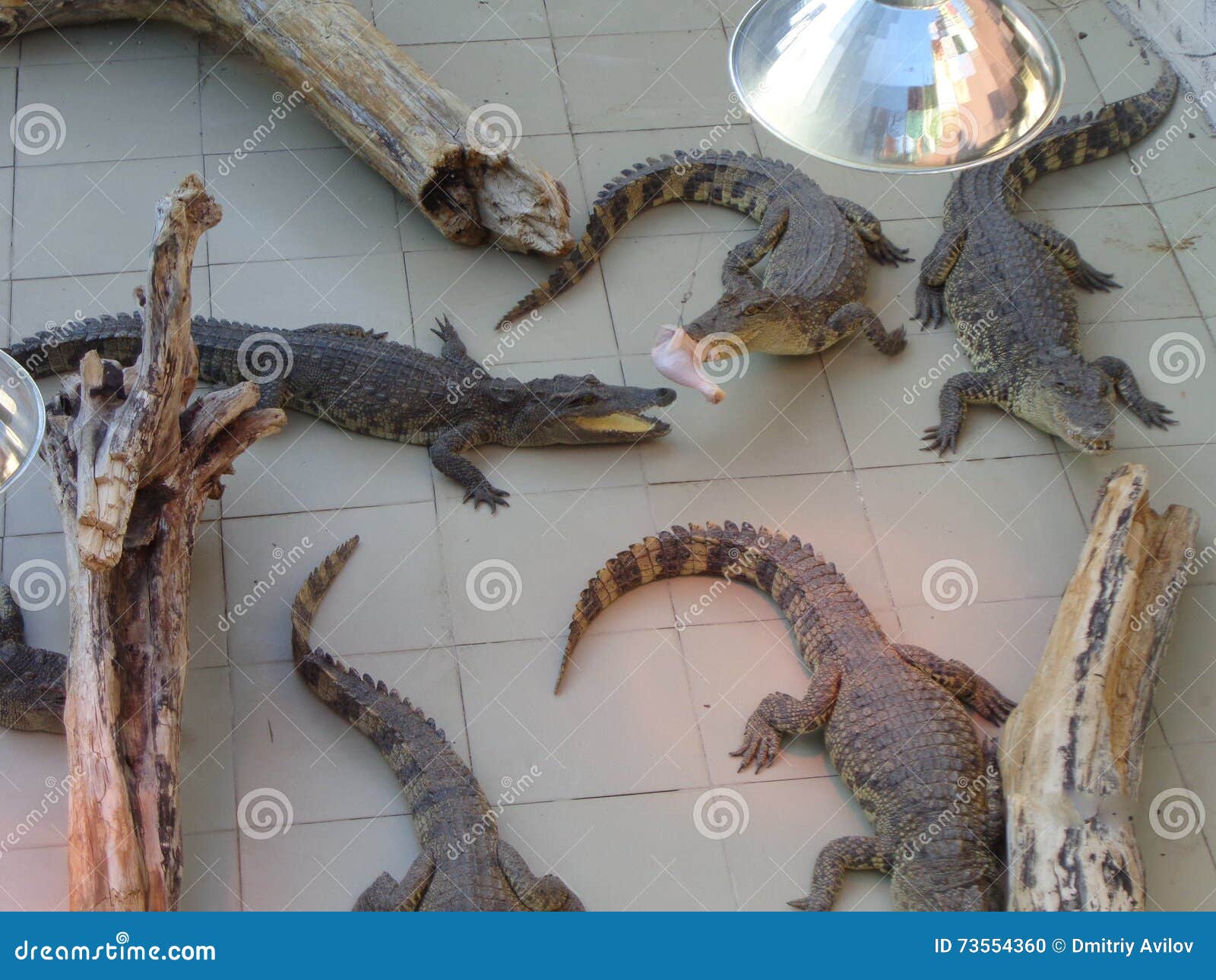 Rettili Rettili in Zoo Coccodrillo, Alligatore Fotografia Stock ...