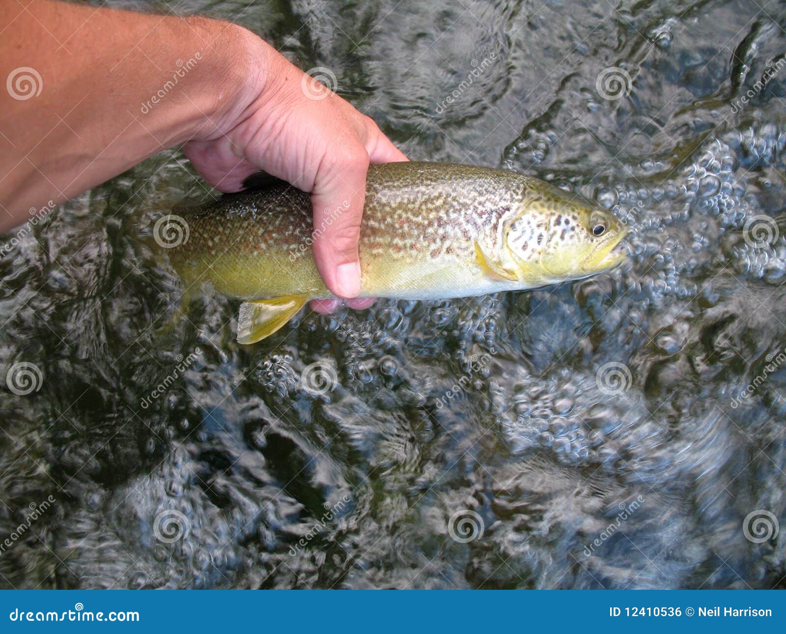 Returning a marble trout stock photo. Image of river - 12410536
