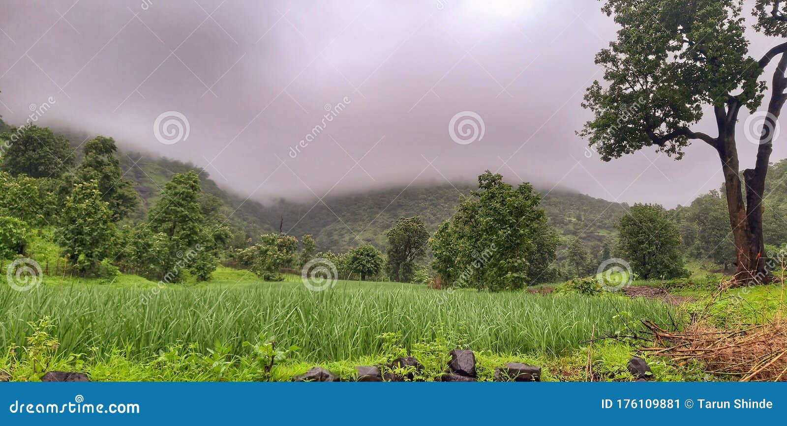 Greenery Scenes Of Ashoka Trees Under Blue Sky . Stock Photography ...