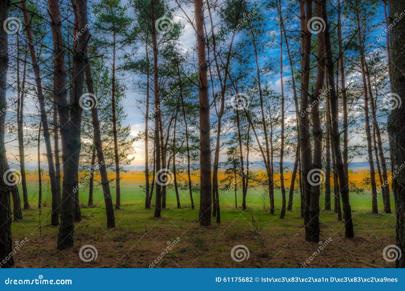 Retyi-fenyves stockfoto. Bild von schön, farben, wald - 61175682