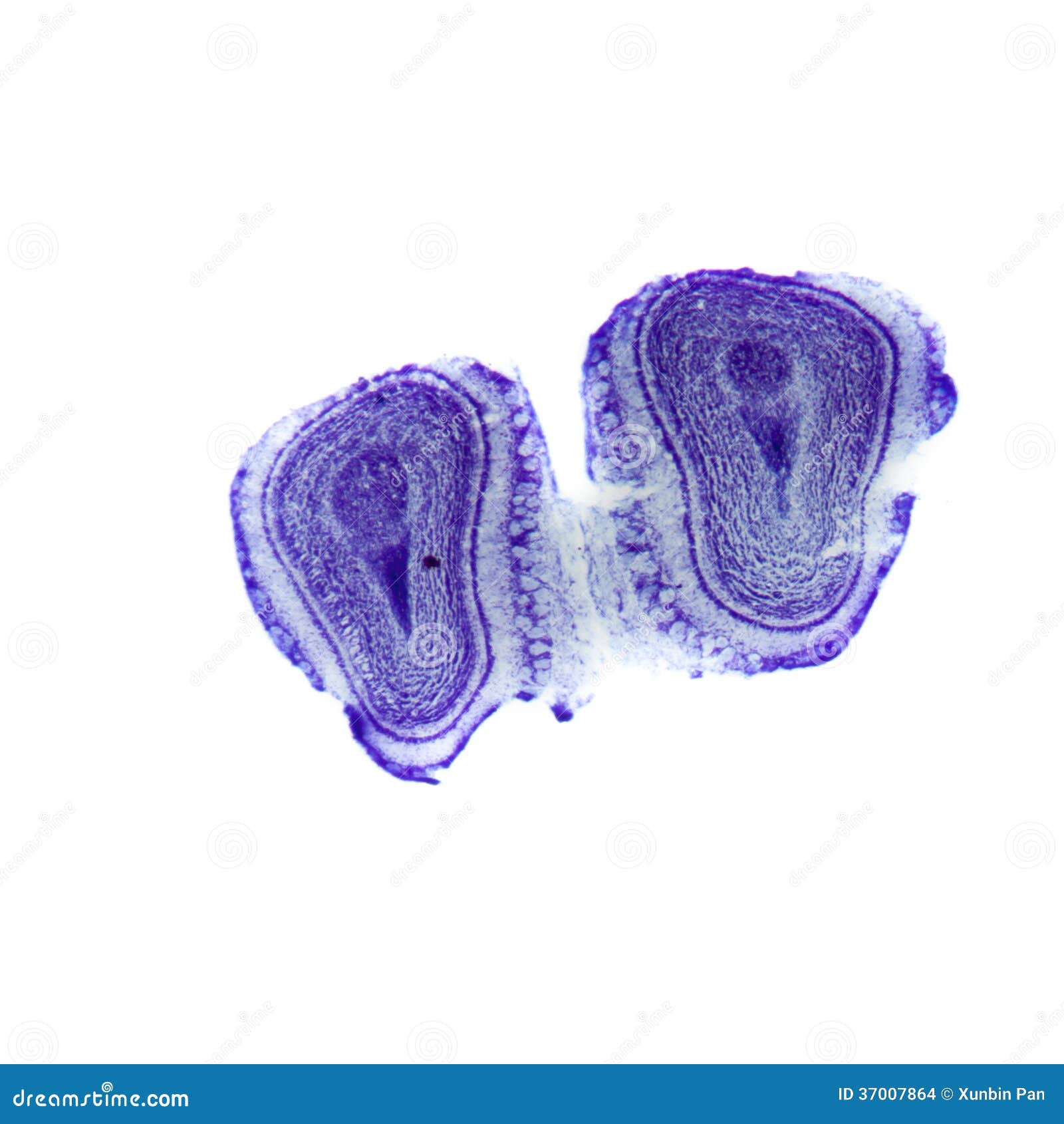Reukbol van rat stock foto. Image of gescand, onderwijs - 37007864