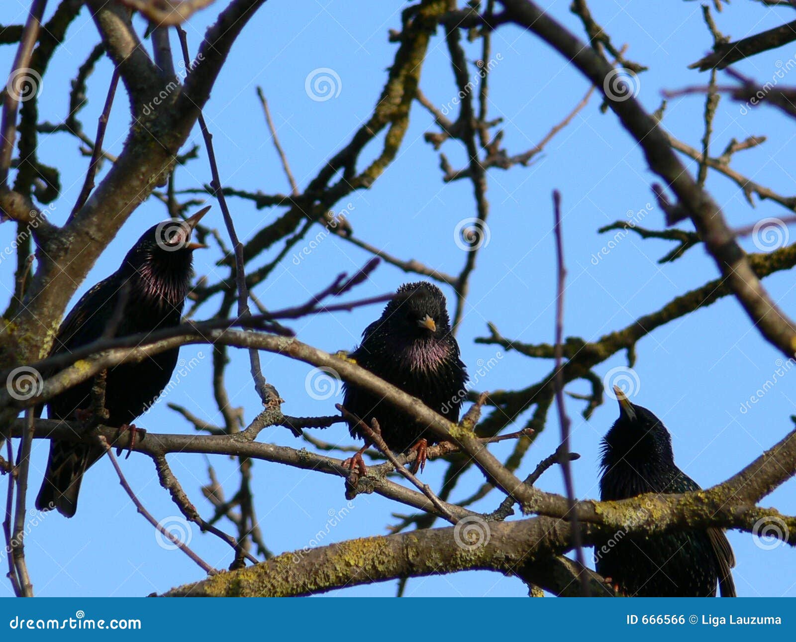 Reunión. foto de archivo. Imagen de negro, exterior, salvaje - 666566