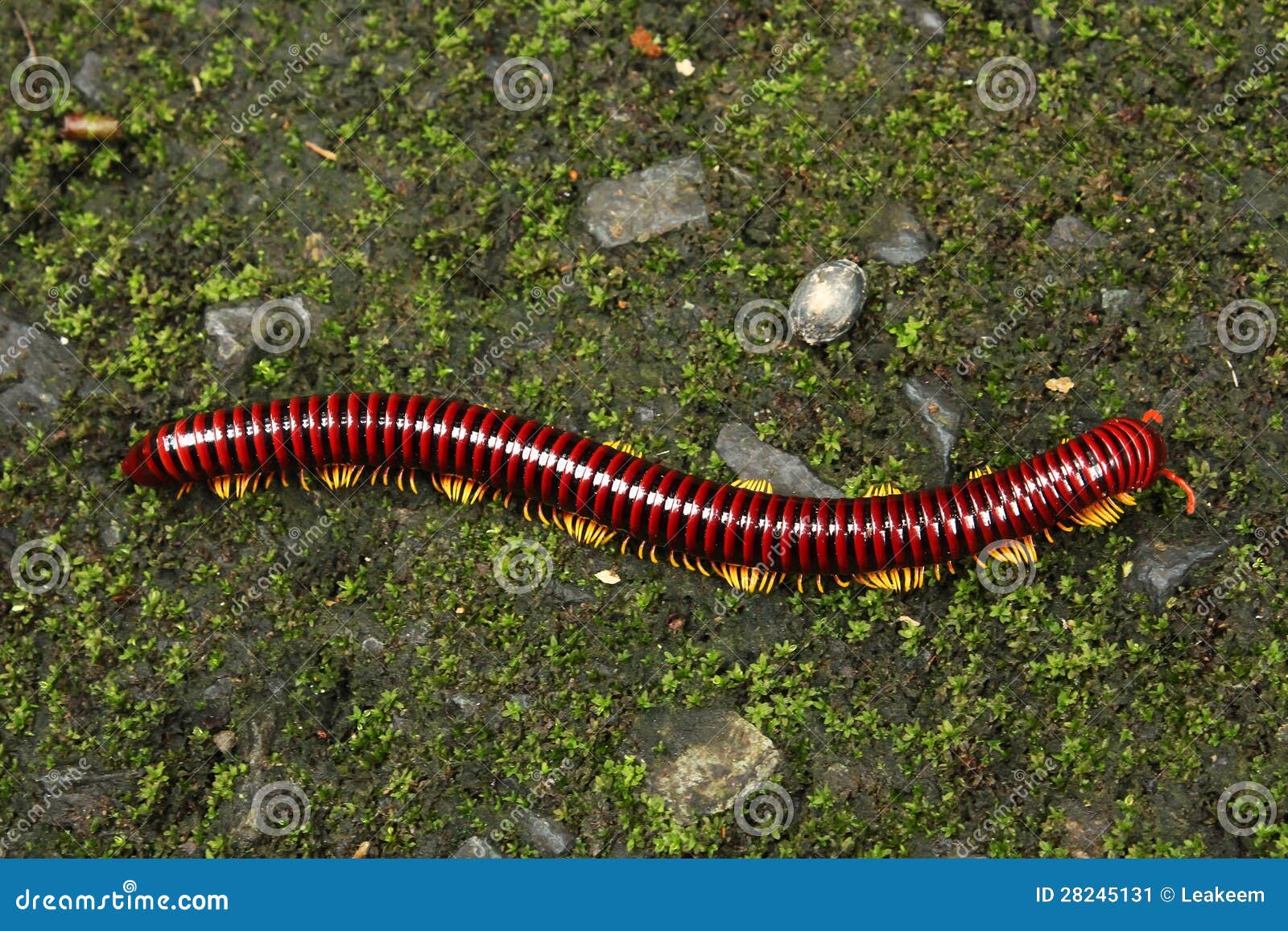 Reusachtige Duizendpoot Ter Plaatse Stock Afbeelding - Image of dier ...