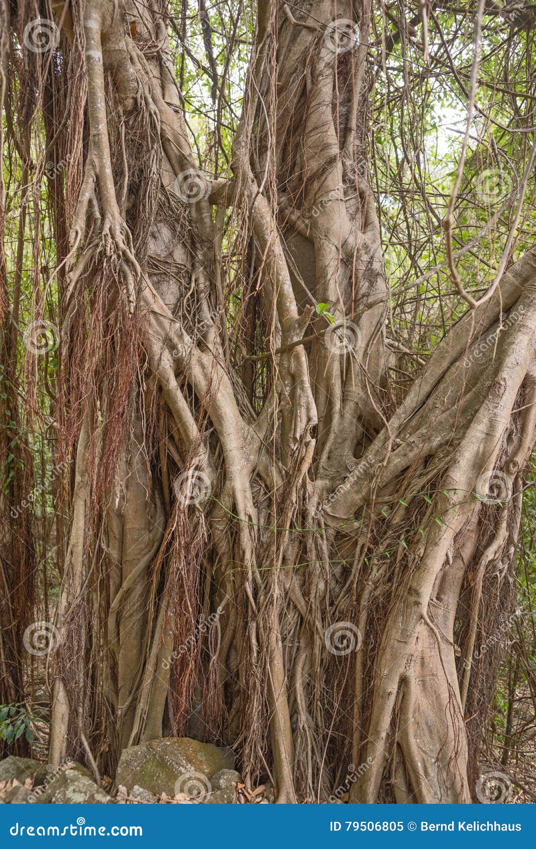 Reusachtige Oude Bomen in Het Regenwoud Stock Afbeelding - Image of ...