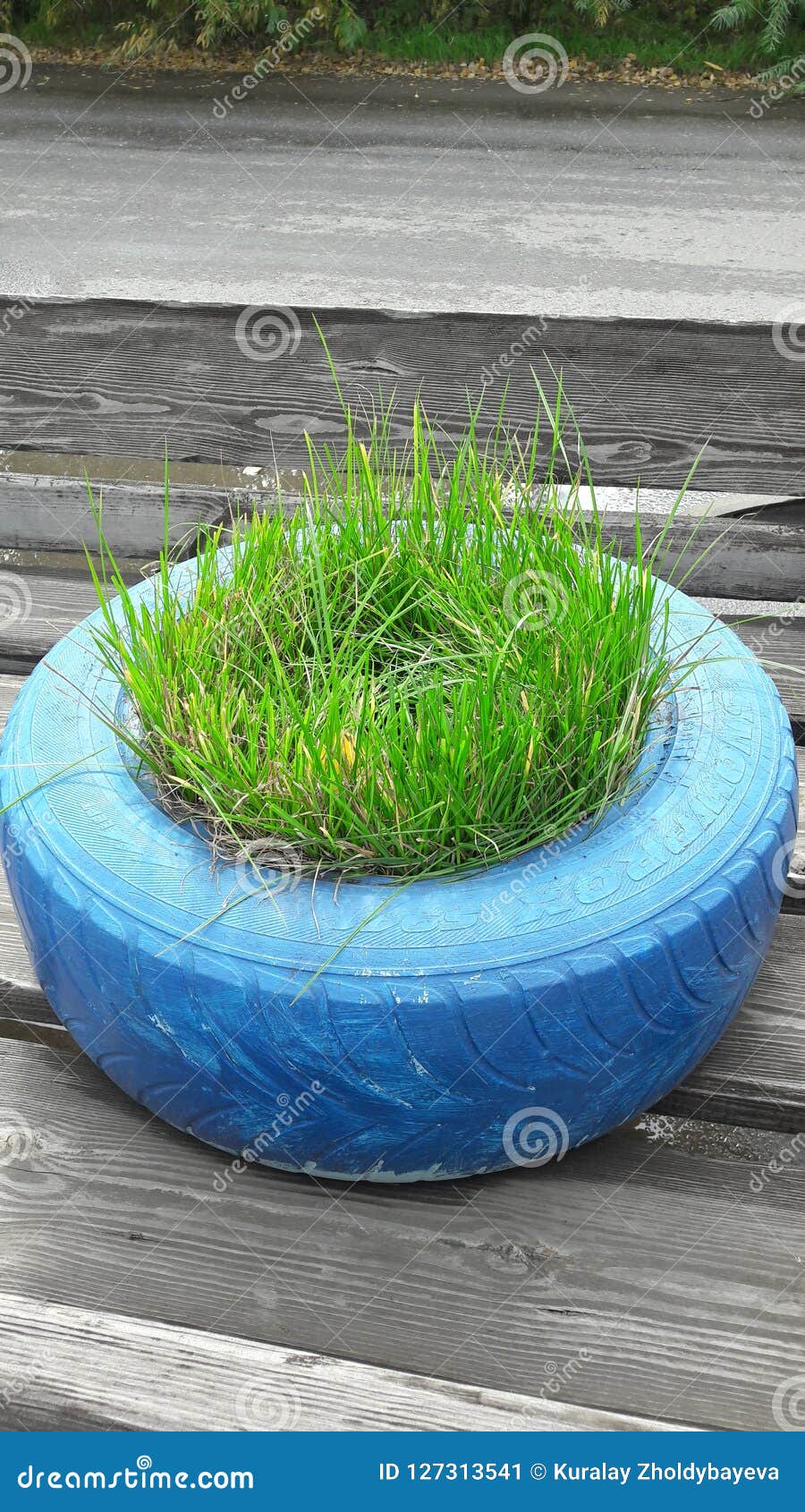 Grass in a tyre stock image. Image of green, design - 127313541