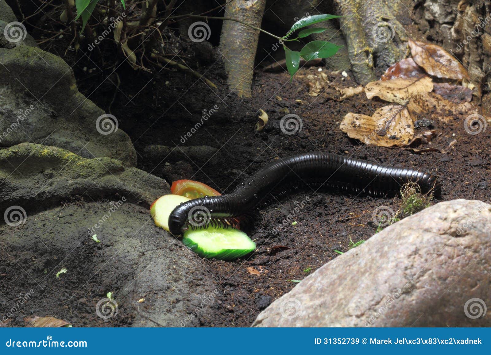 Reuze Afrikaanse Duizendpoot Stock Afbeelding - Image of rots, dier ...