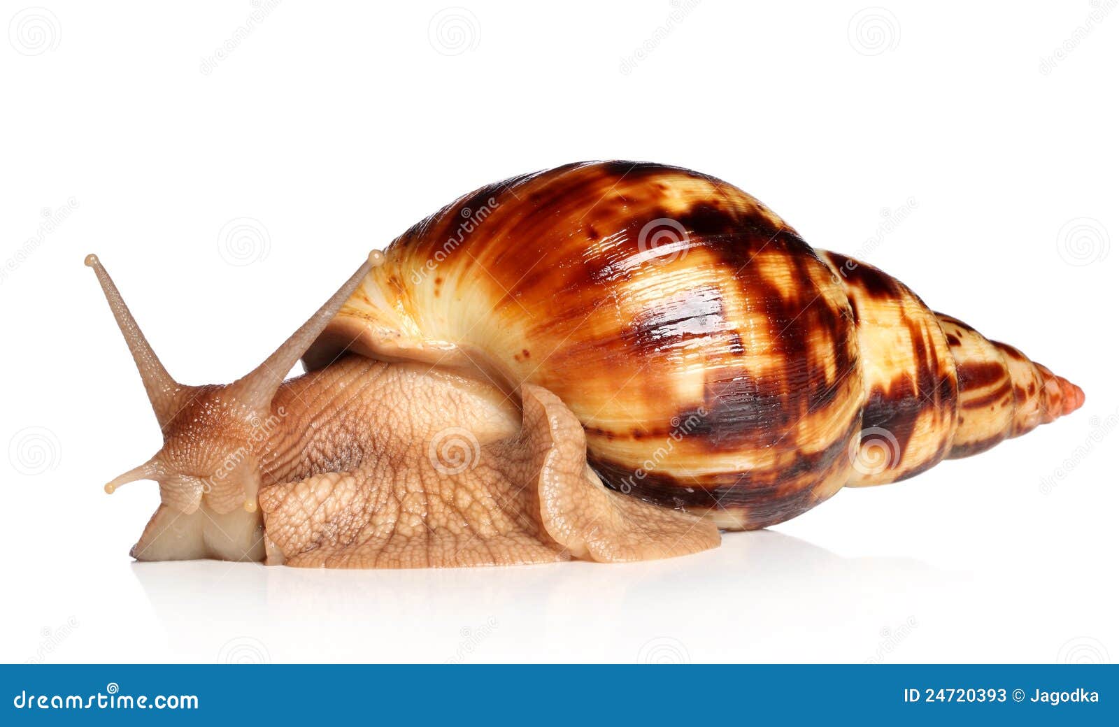 Reuze Afrikaanse Slak Achatina Stock Afbeelding - Image of slakken ...