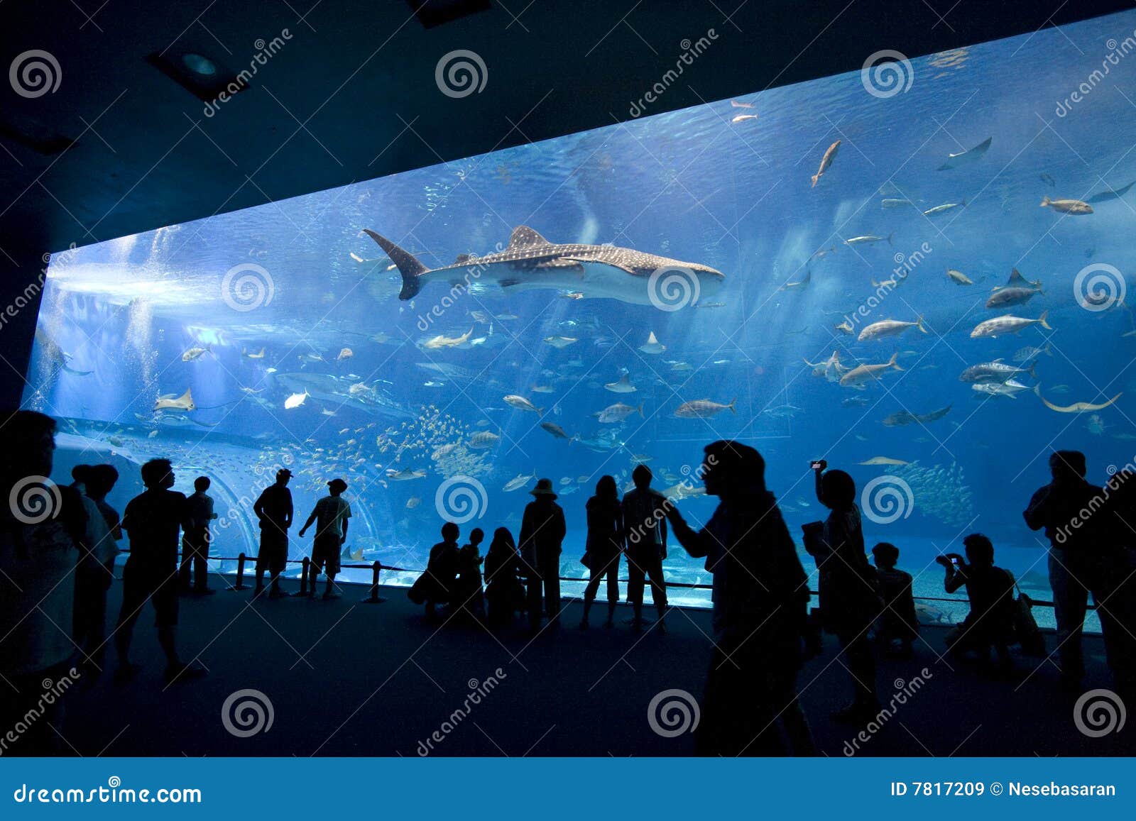 Reuze Aquarium redactionele stock afbeelding. Image of japan - 7817209