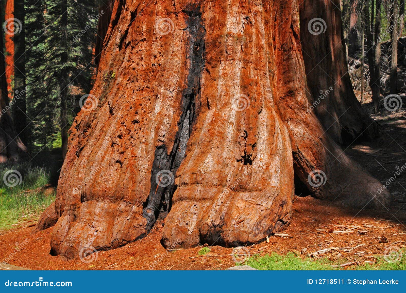 Reuze Boom stock afbeelding. Image of bossen, reis, reusachtig - 12718511