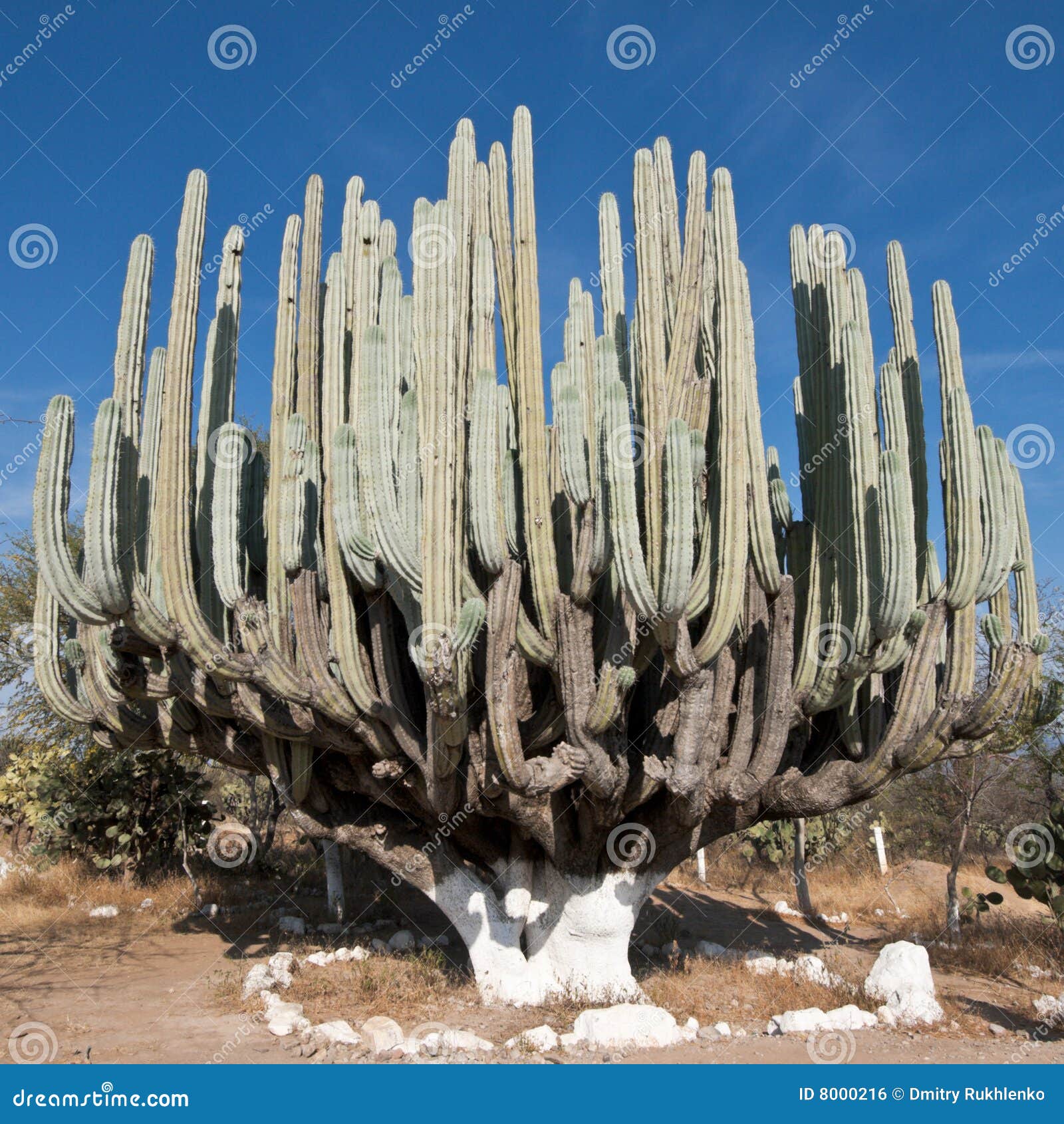 Reuze cactus in Mexico stock foto. Image of cactus, doorn - 8000216