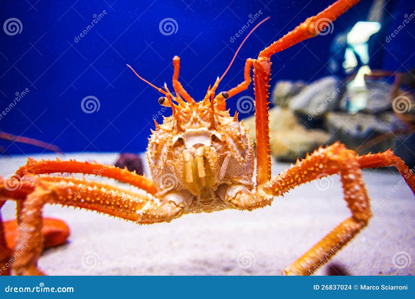 Reuze De Spinkrab Van Japan Stock Foto - Image of leven, spin: 26837024